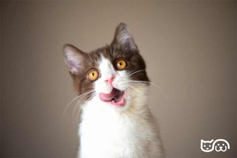 🐈 ¿Los gatos pueden comer chocolate? 🍫 - ¿Pueden Comer?