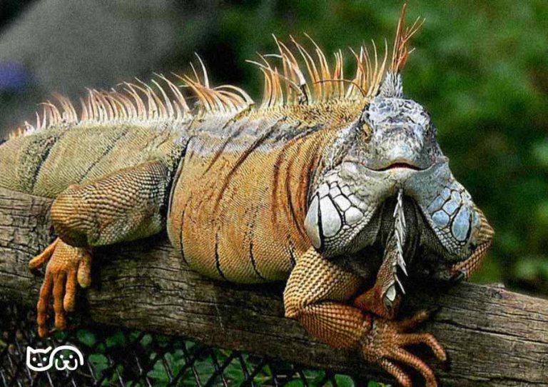 🦎¿Qué pueden comer las iguanas? - ¿Pueden Comer?