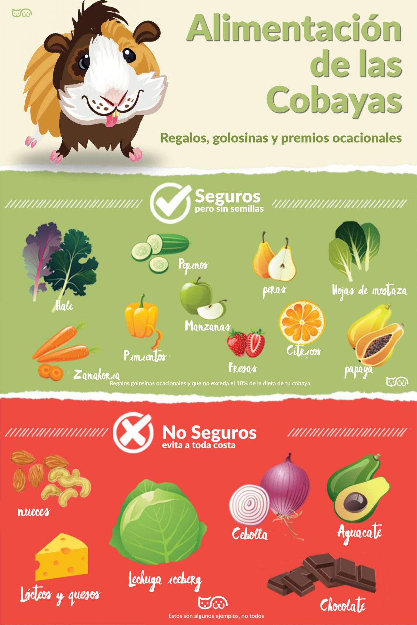 Cuyos o Cobayas: Cuidados, características y qué pueden comer - ¿Pueden ...