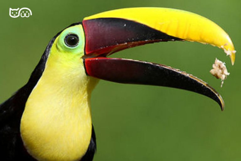 ¿Qué Comen los Tucanes? - ¿Pueden Comer?